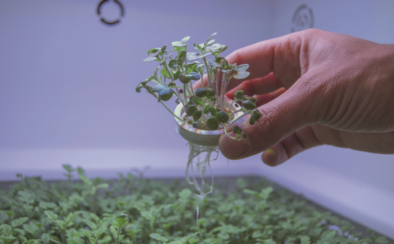 Pods Tomato+: natural substrates for fresh vegetables
